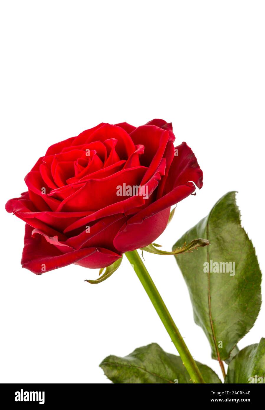 Red Rose. Signs of love Stock Photo - Alamy