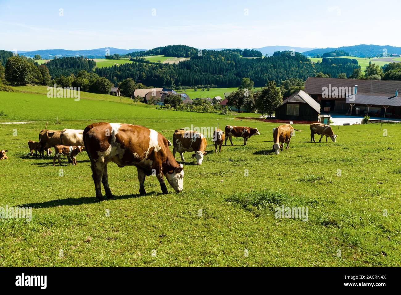 Dairy cows on the summer pasture Stock Photo - Alamy