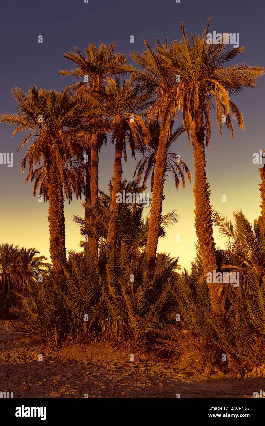 Date palms with sunset in Morocco Stock Photo - Alamy
