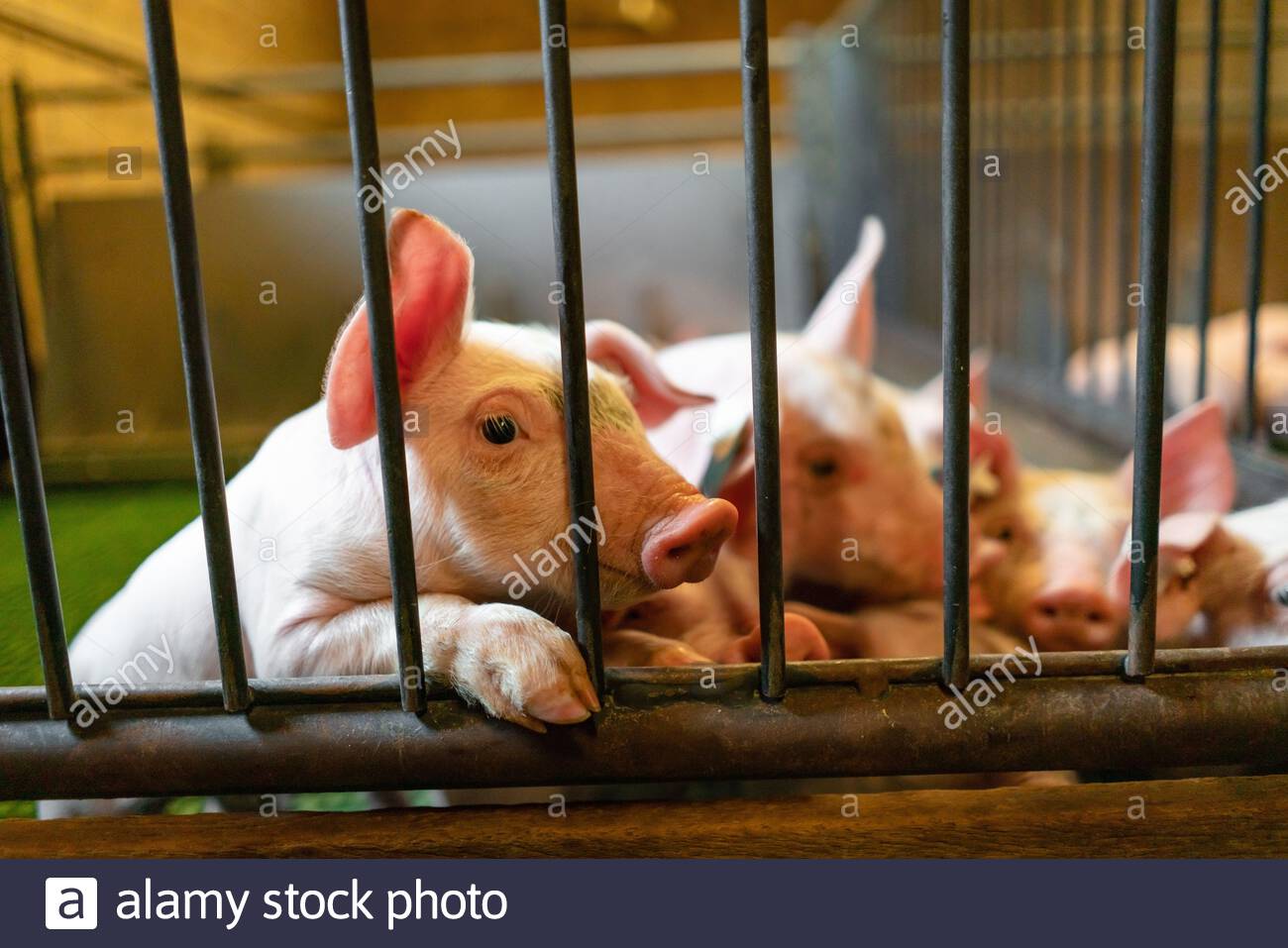 Pig Husbandry High Resolution Stock Photography and Images - Alamy