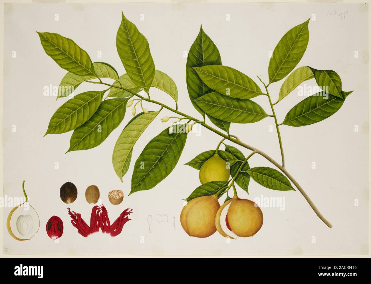 Nutmeg Tree, 'Myristica Fragrans' Hout. (Myristicaceae). Nutmeg Tree ...
