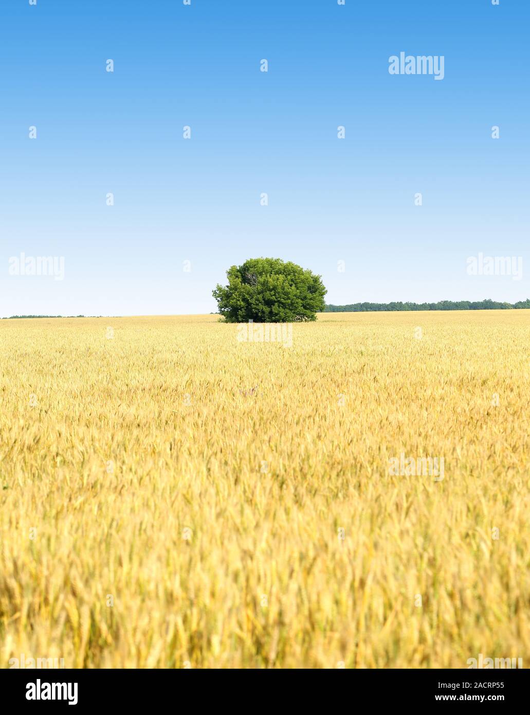 Wheat field oak tree hi-res stock photography and images - Alamy