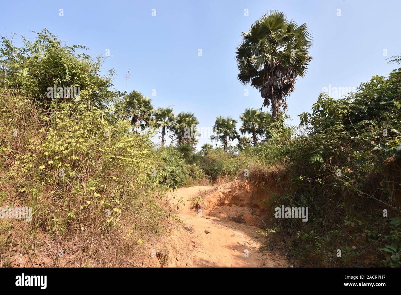 Gully of the Gangani ravines at the bank of the river Shilabati or ...