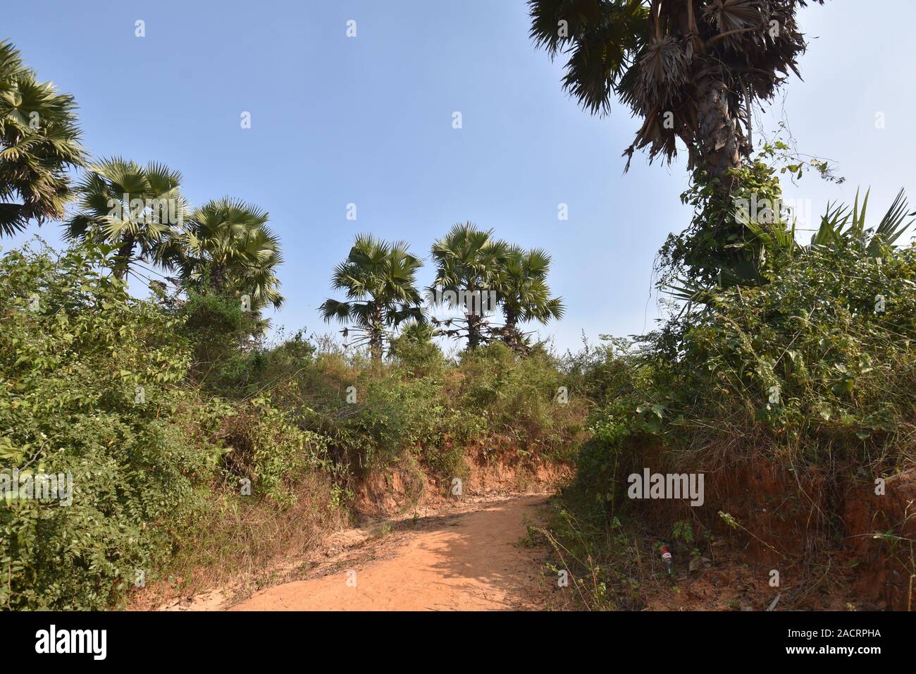 Gully of the Gangani ravines at the bank of the river Shilabati or ...