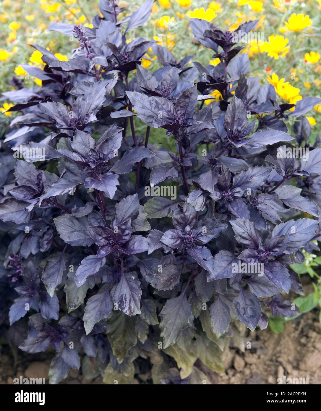 Dark koenig hi-res stock photography and images - Alamy