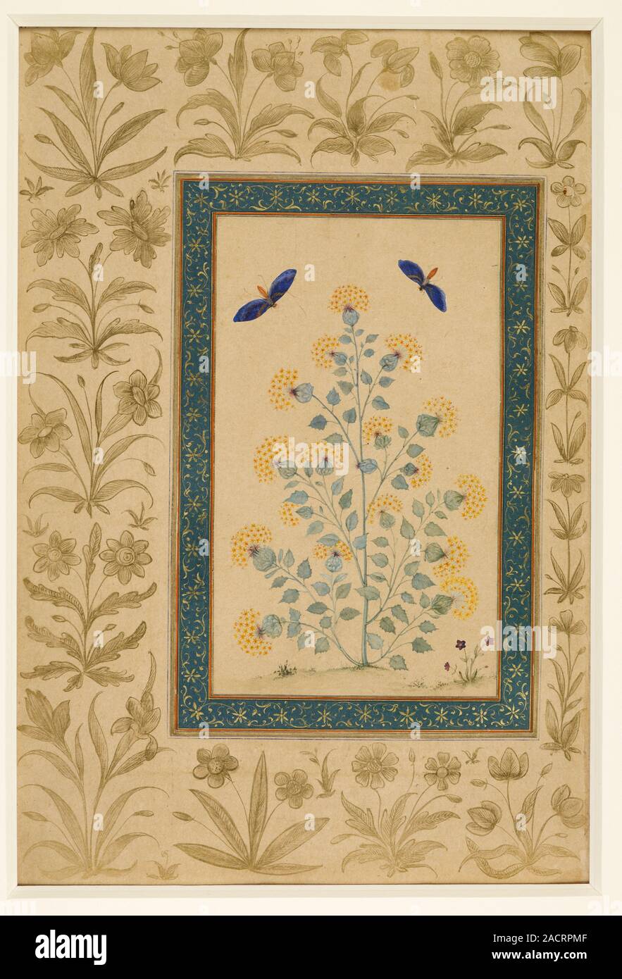 A plant with composite yellow flowers and two butterflies above. Opaque ...