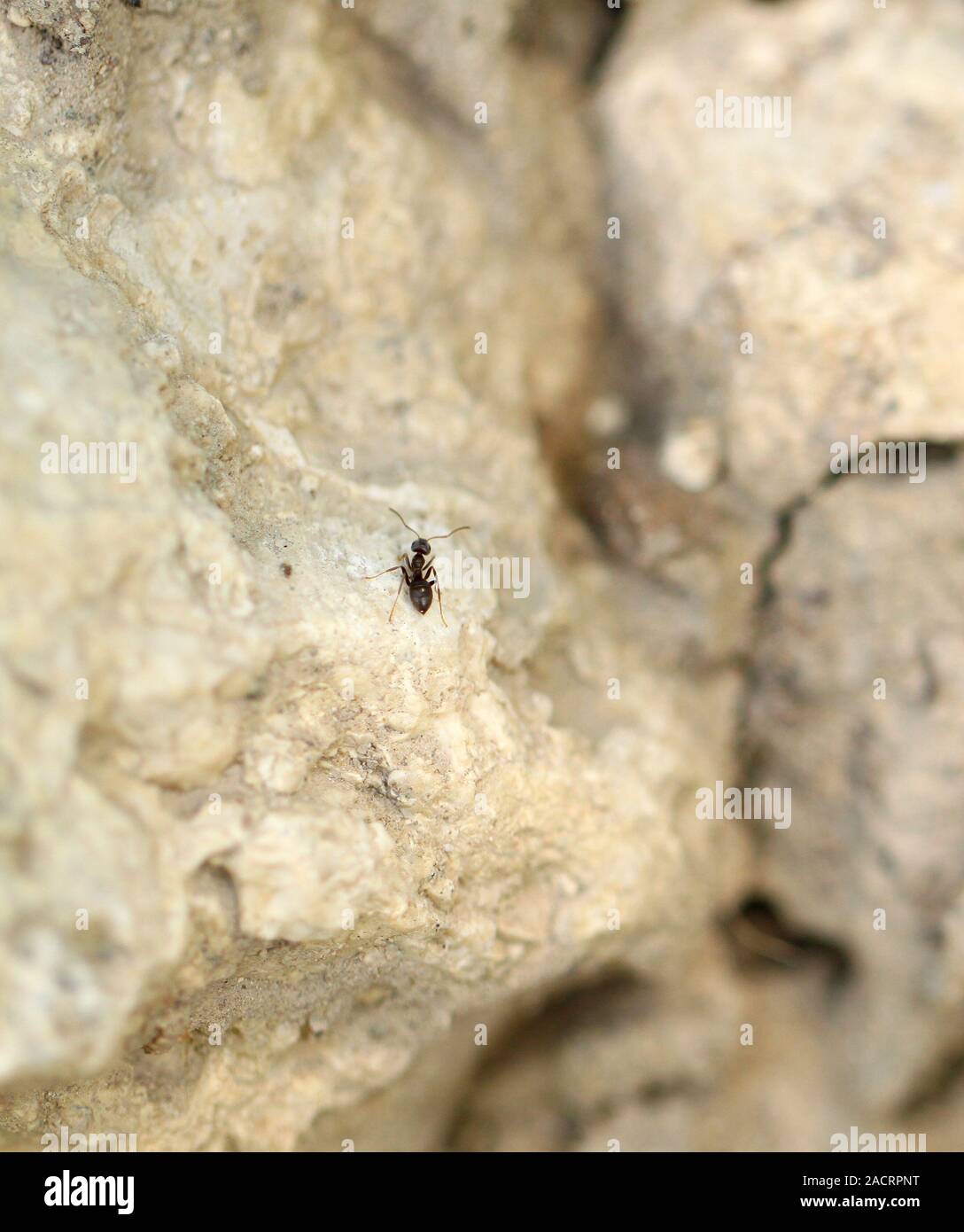 Lonely black ant among stones Stock Photo - Alamy