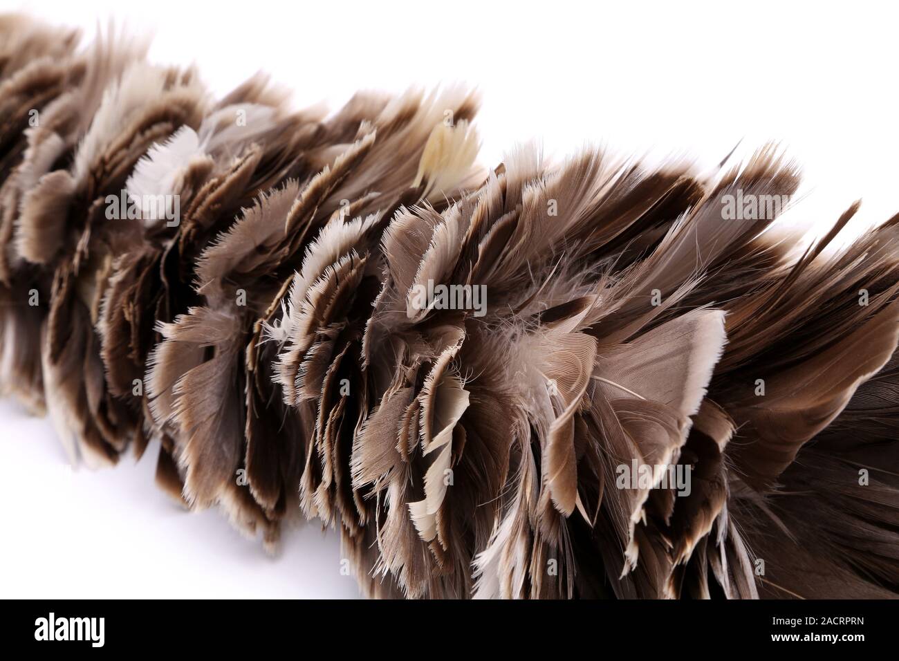 Feather duster hand hi-res stock photography and images - Alamy