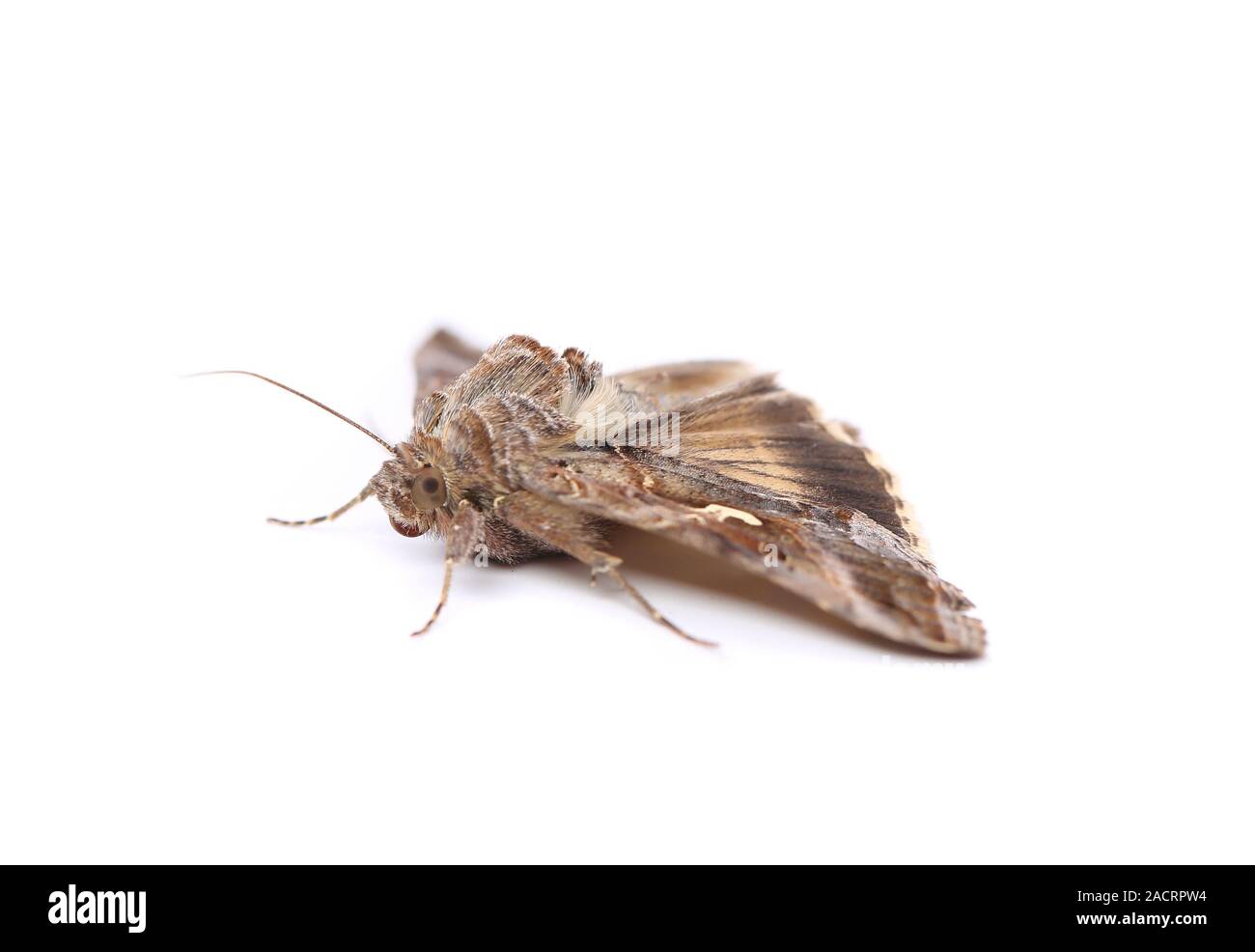 Close-up moth isolated on a white background Stock Photo - Alamy