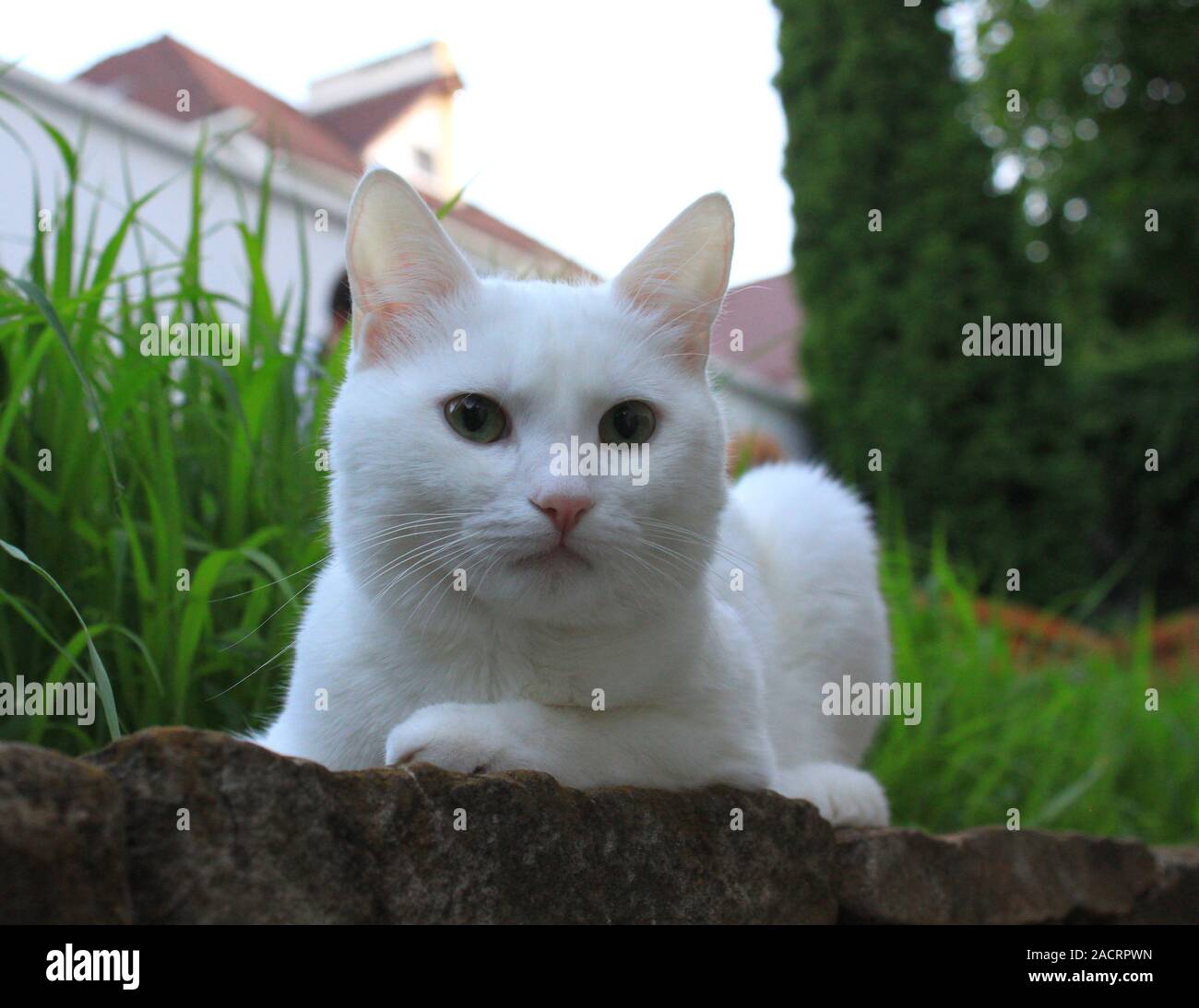 cute white kitten Stock Photo - Alamy