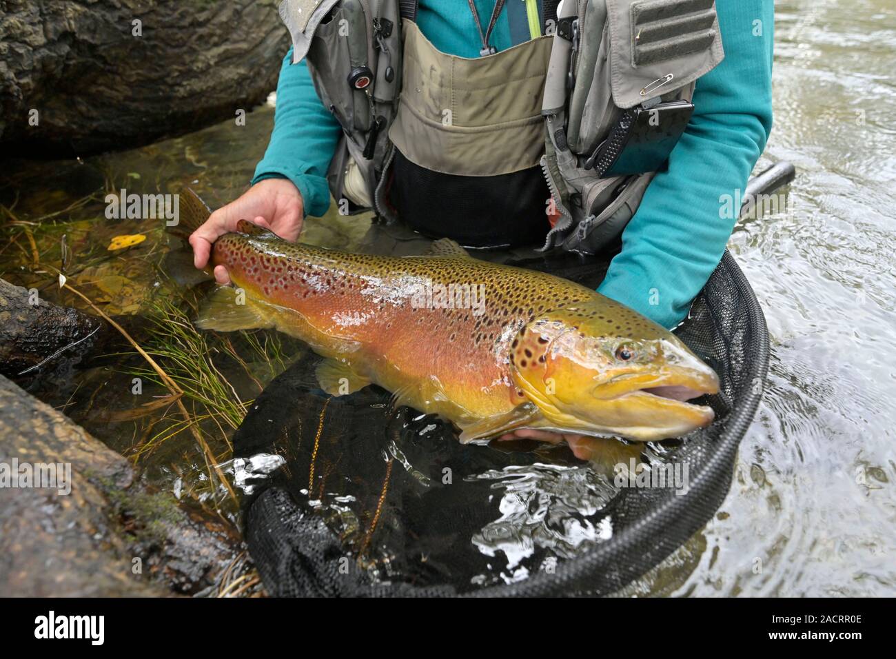 taking a big brown trout in the fly Stock Photo - Alamy