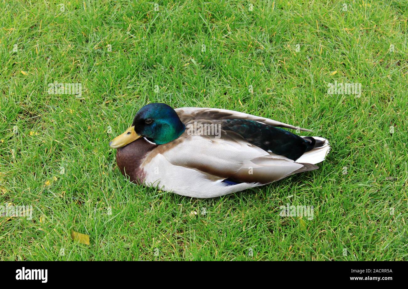 Nice drake on a green grasses. Close-up Stock Photo - Alamy