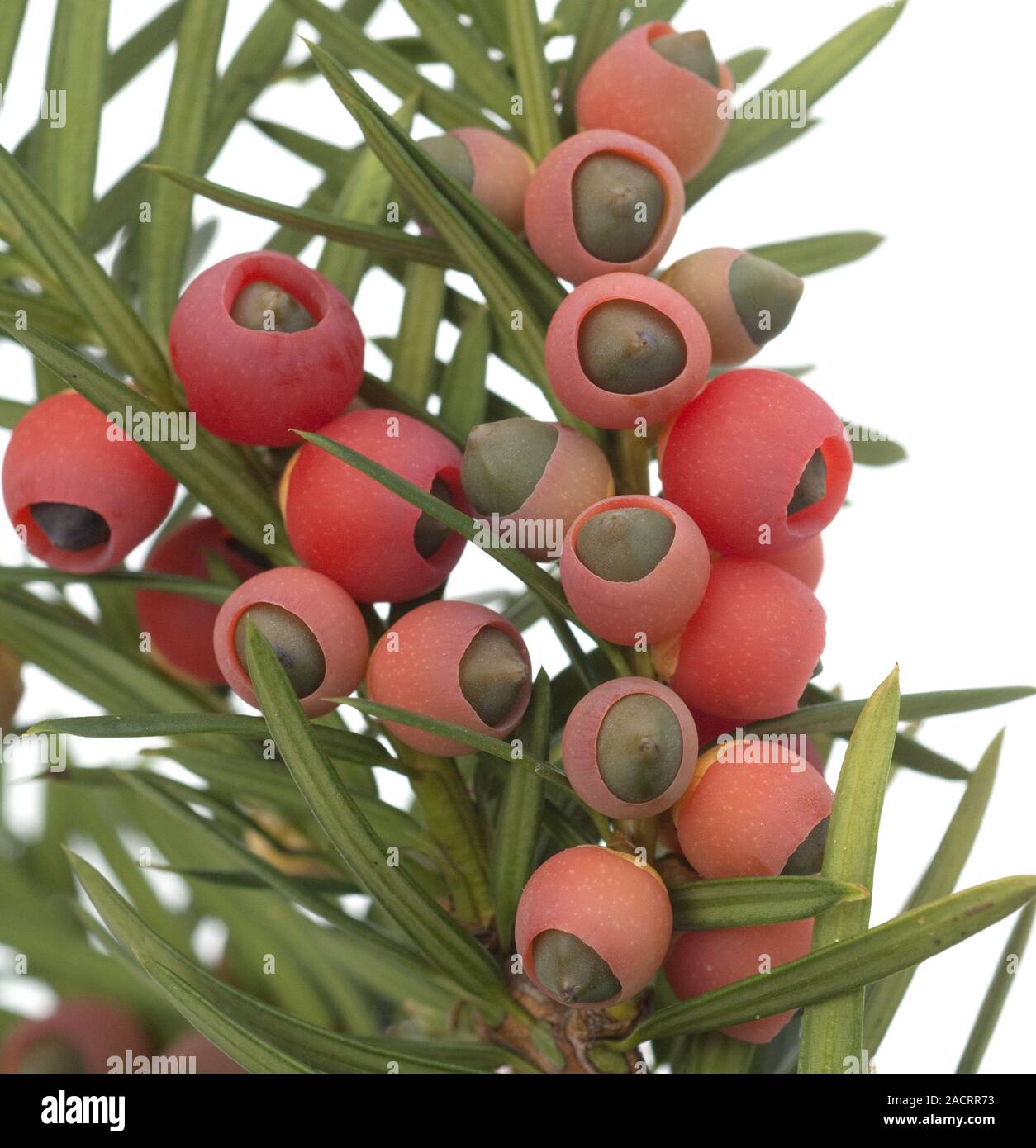 Yewberries, Taxus Baccata Stock Photo - Alamy