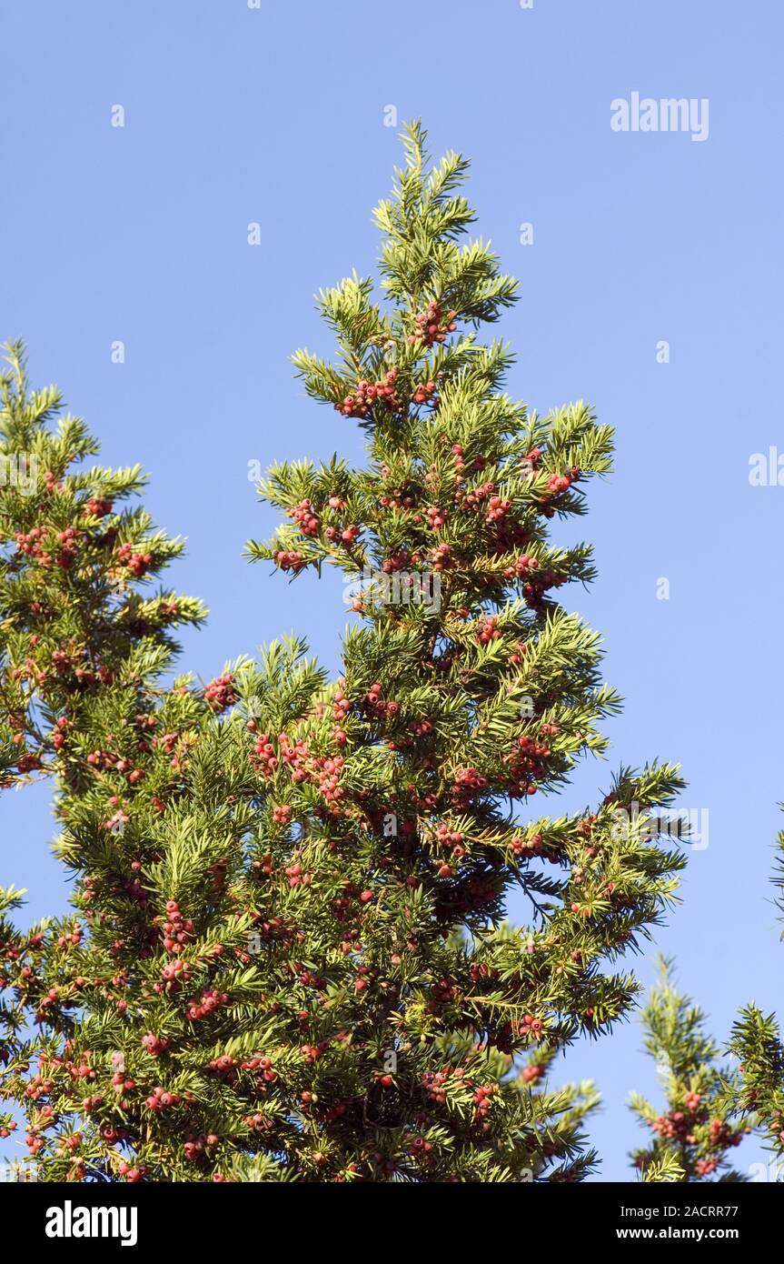 Yew bush hi-res stock photography and images - Alamy