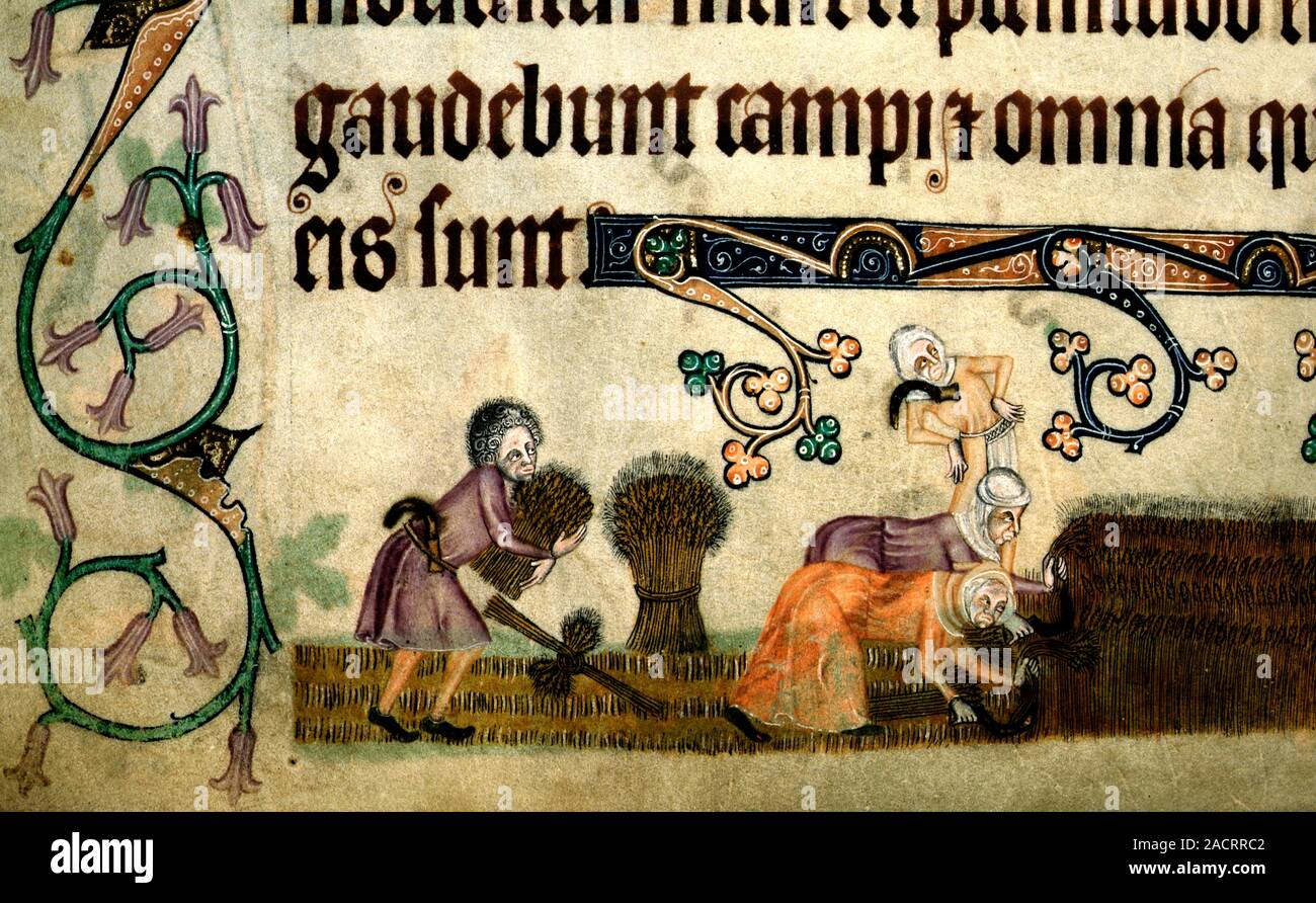 Reaping and binding sheaves Detail Lower margin. A harvest field. Two ...