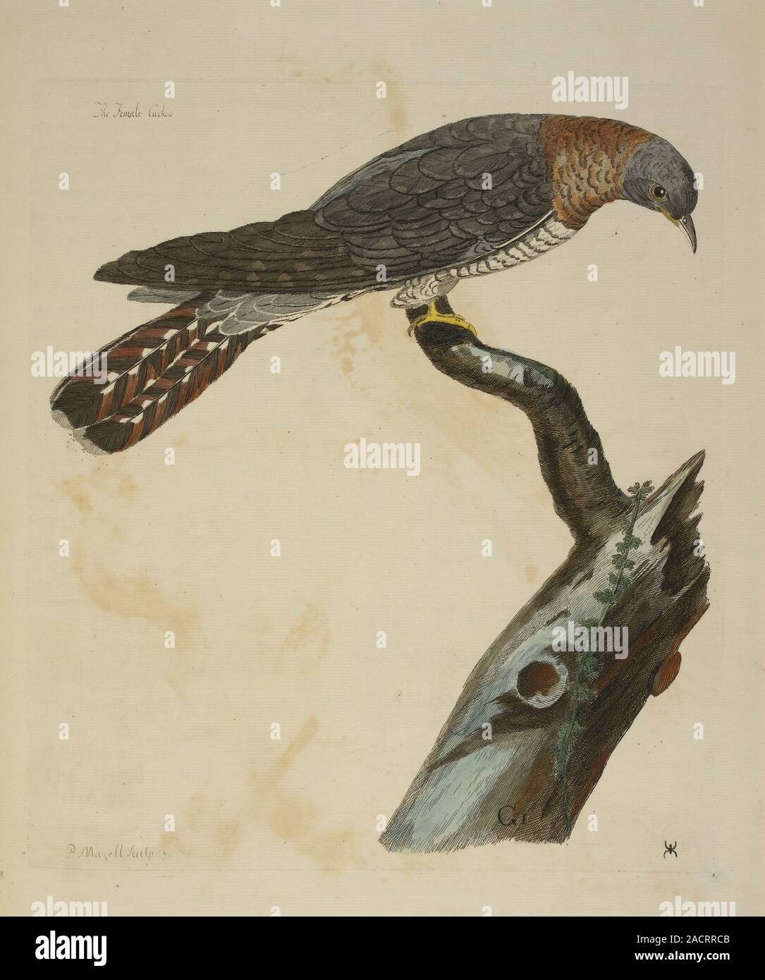 The Cuckoo Author Thomas Pennant, Illustrated by P Mazell, P Paillou ...