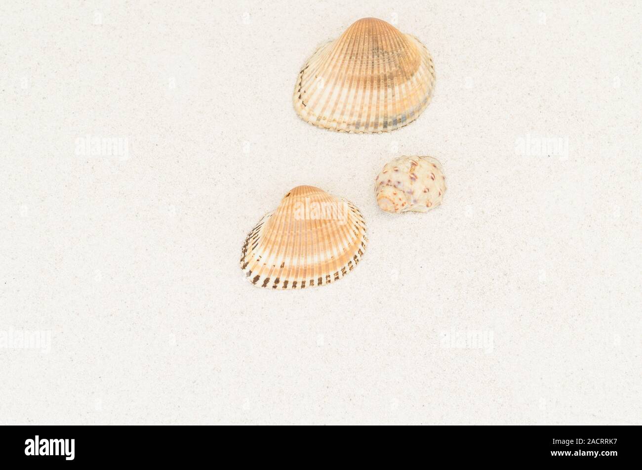 sea shell still life top perspective on white sea sand Stock Photo - Alamy