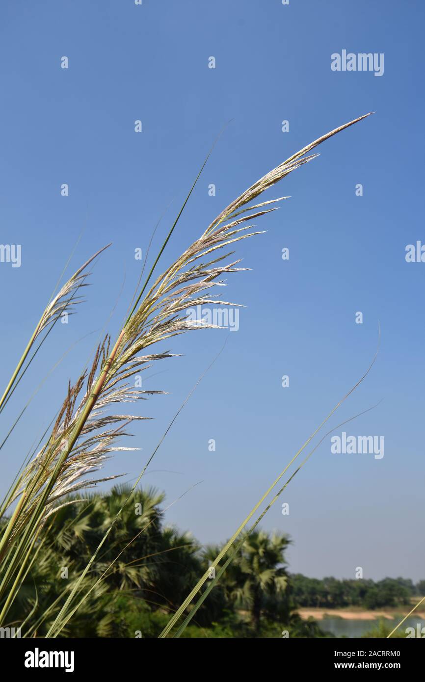 Kans grass hi-res stock photography and images - Alamy