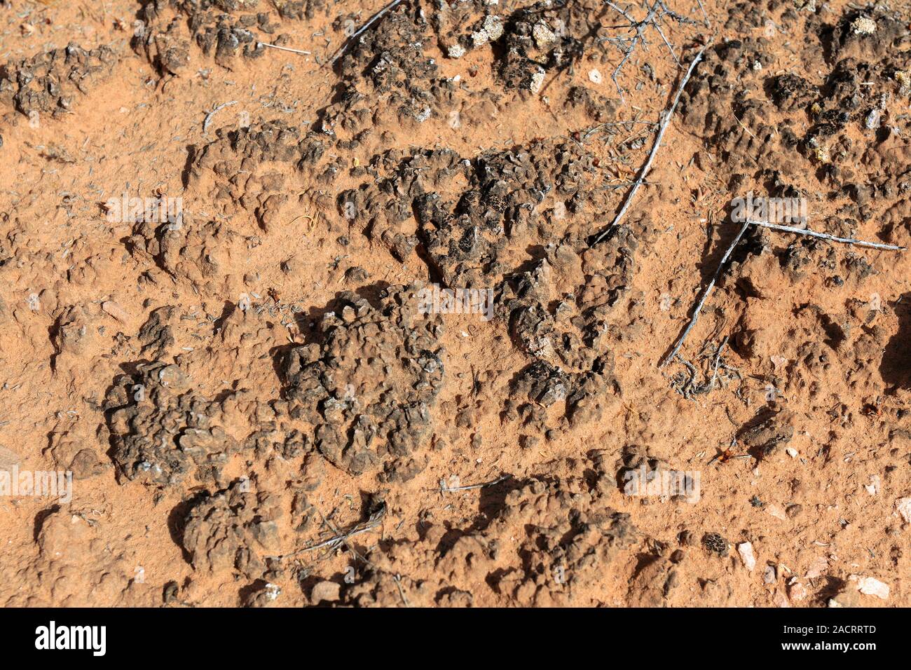 Cryptobiotic soil. Cryptobiotic soil is a biological soil crust ...