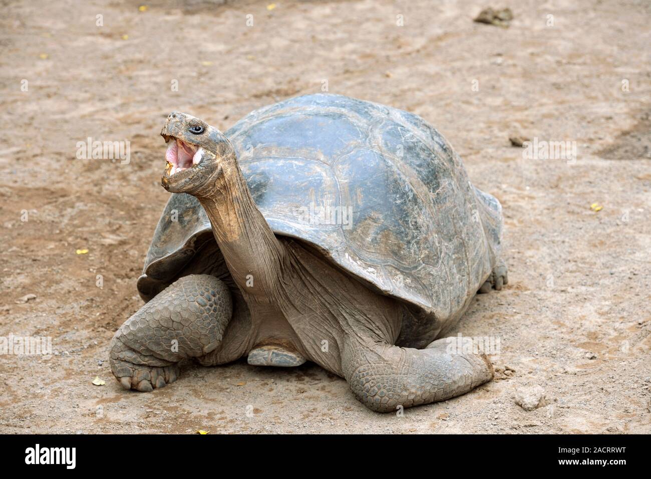 Galapagos giant tortoise. The Galapagos giant tortoise (Chelonoidis ...