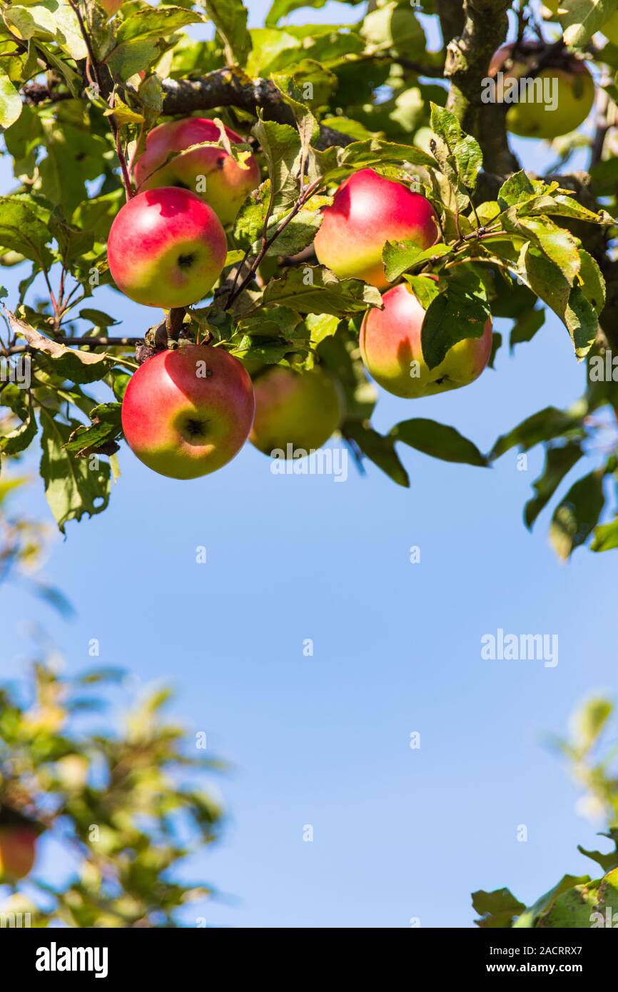 Apples in autumn on an apple tree Stock Photo - Alamy
