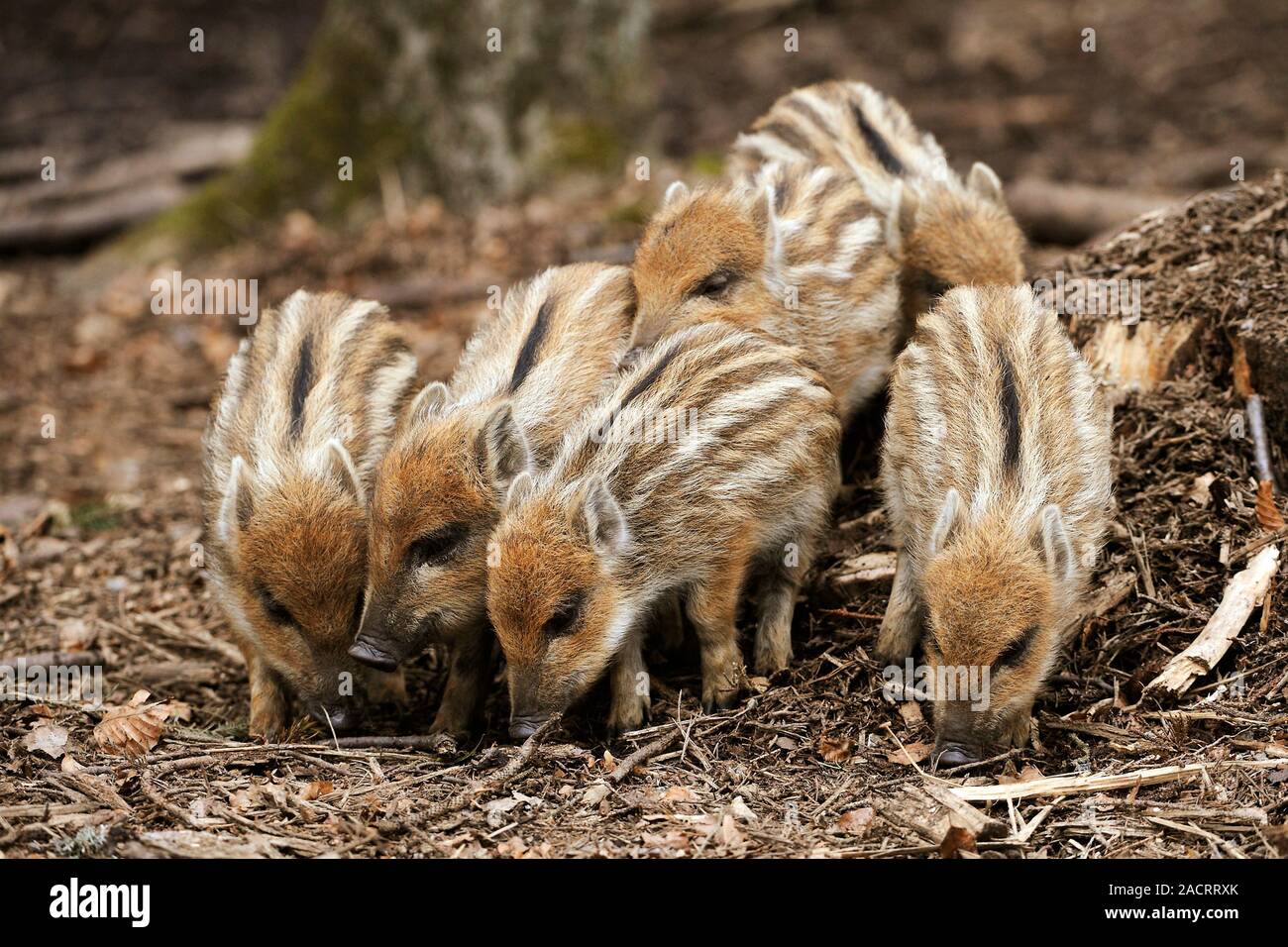 Wild boars piglets. The wild boar (Sus scrofa) is the wild ancestor of ...