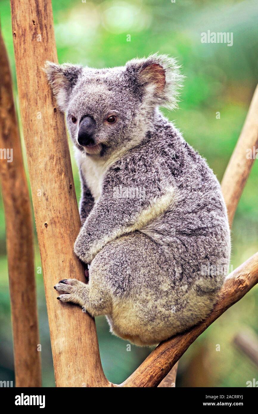 Koala (Phascolarctos cinereus) in a tree. This arboreal herbivorous ...