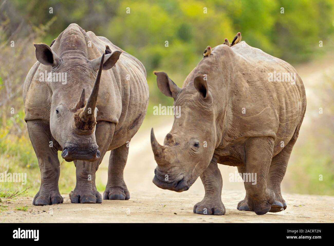 White rhinos on a track. White, or square-lipped, rhinoceros ...