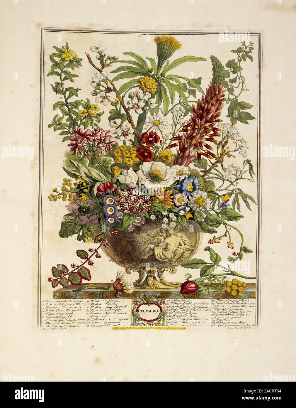 Various flowers (December) Author Robert Furber, Illustrated by Robert ...