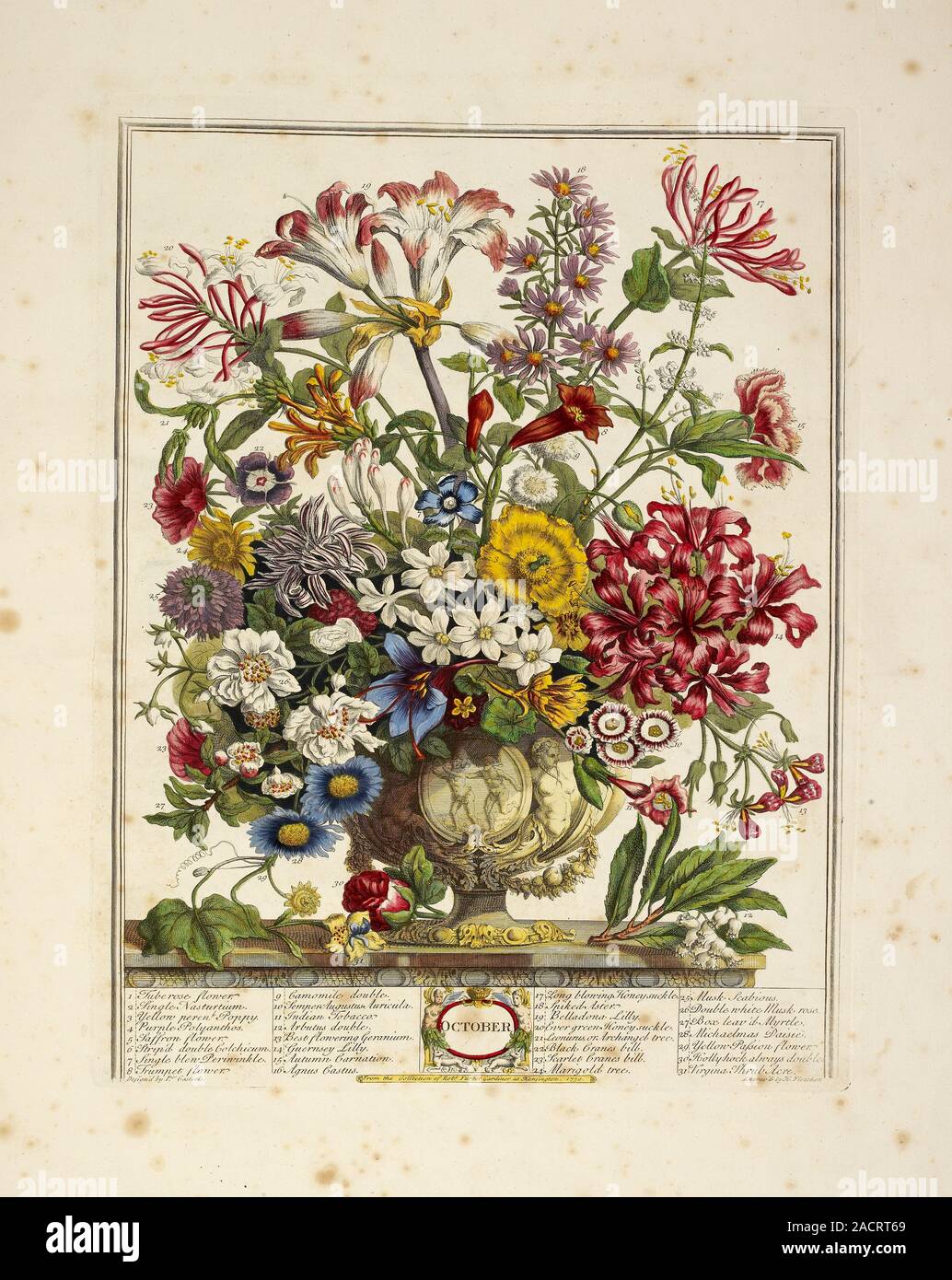 Various flowers (October) Author Robert Furber, Illustrated by Robert ...