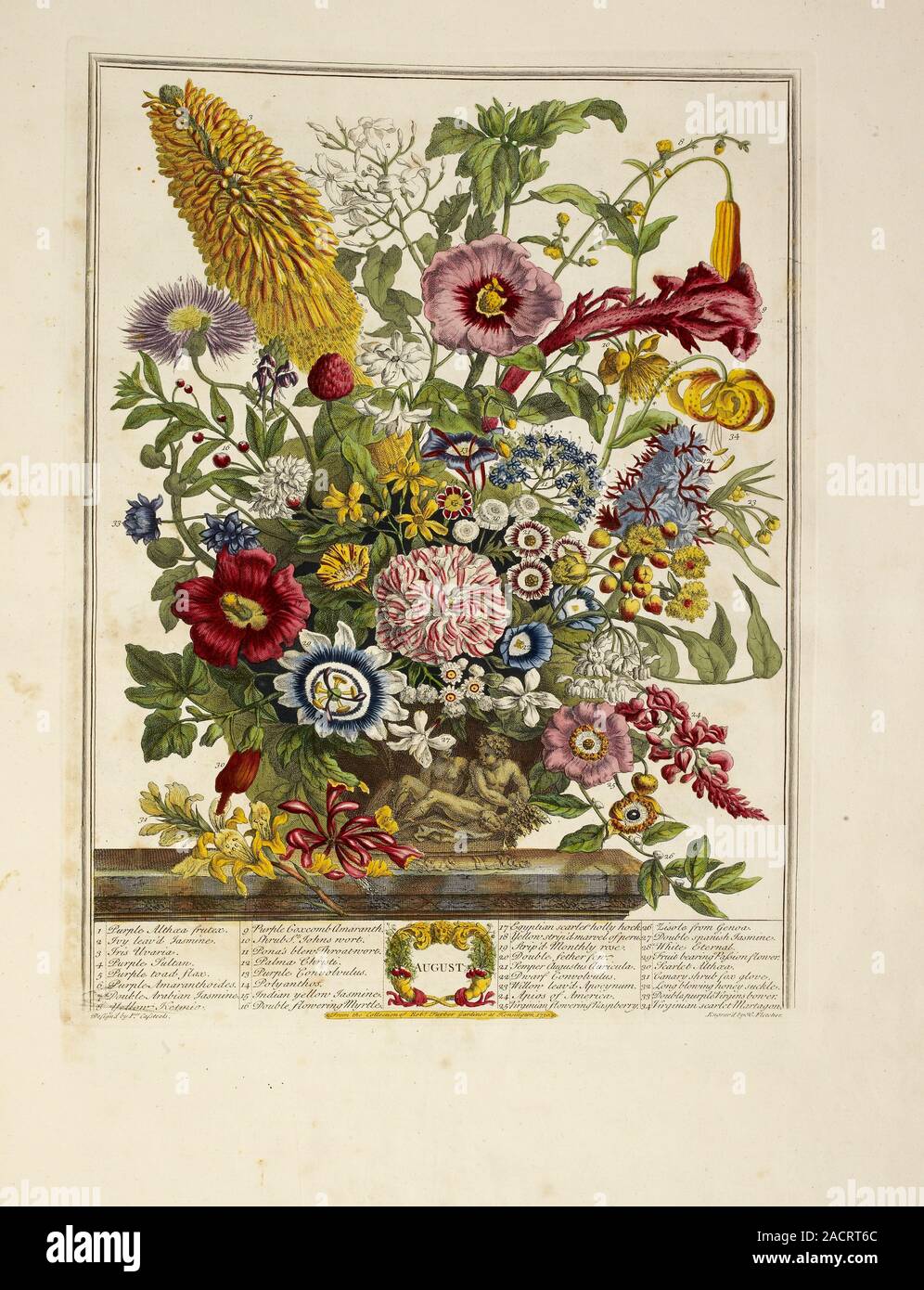 Various flowers (August) Author Robert Furber, Illustrated by Robert ...
