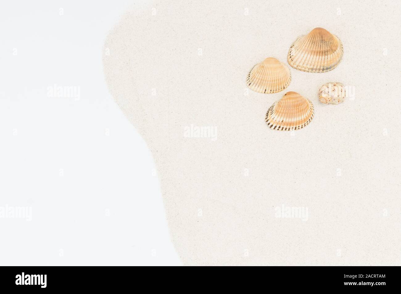 sea shell still life top perspective on white sea sand Stock Photo - Alamy