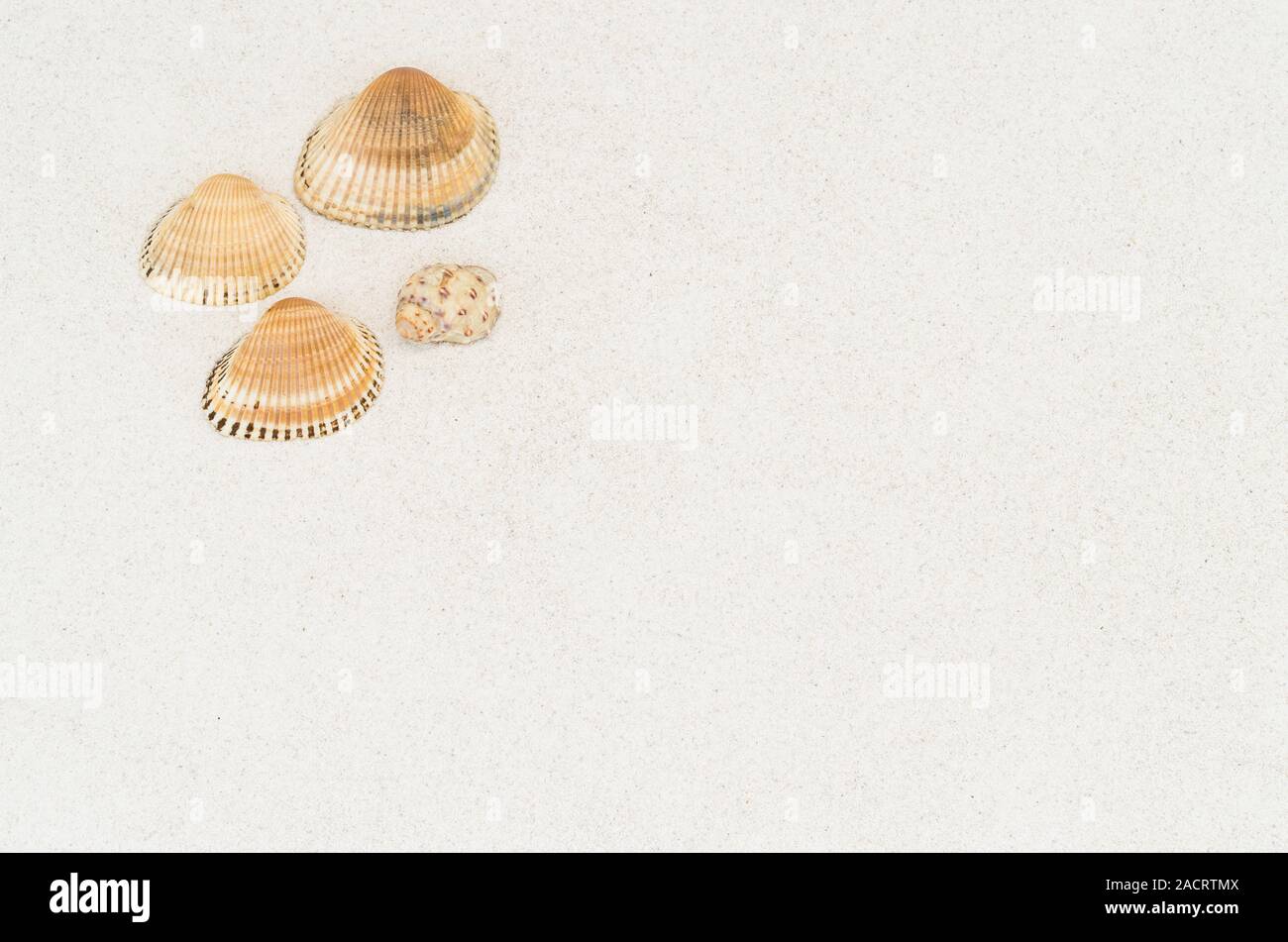 sea shell still life top perspective on white sea sand Stock Photo - Alamy