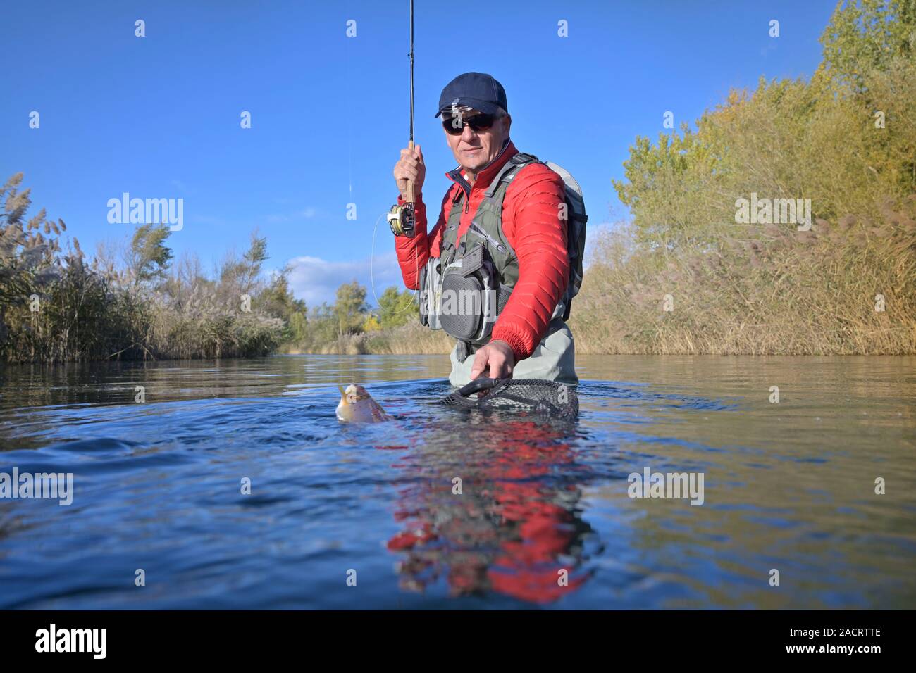 taking a big brown trout in the fly Stock Photo - Alamy