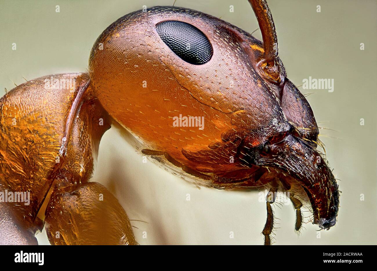 Ant head. Close-up of the head of an ant (family Formicidae), showing ...