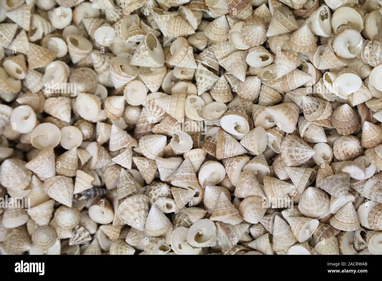 Shiny shells hi-res stock photography and images - Alamy