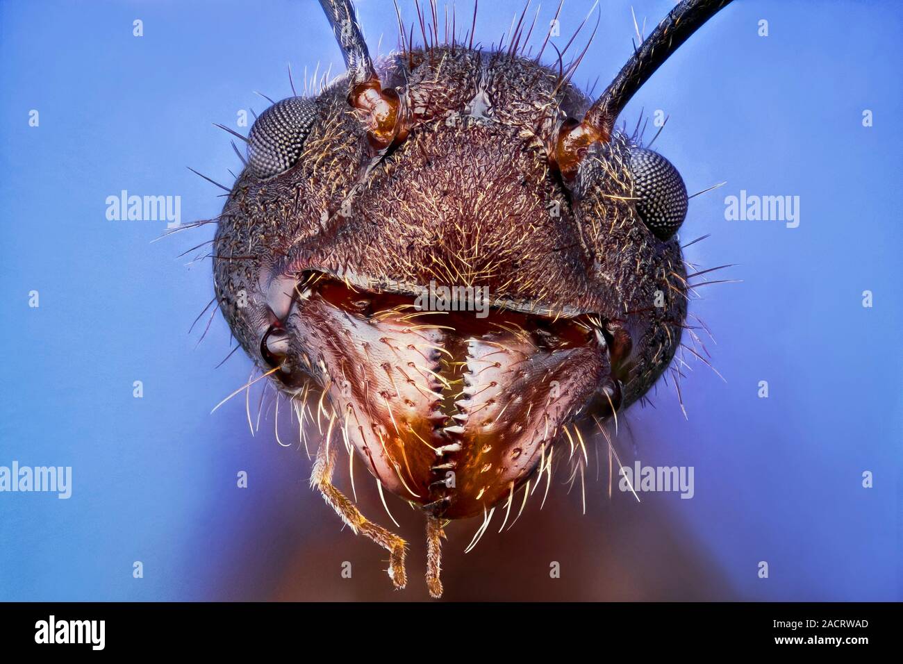 Ant head. Close-up of the head of an ant (Aphaenogaster sp.), showing ...
