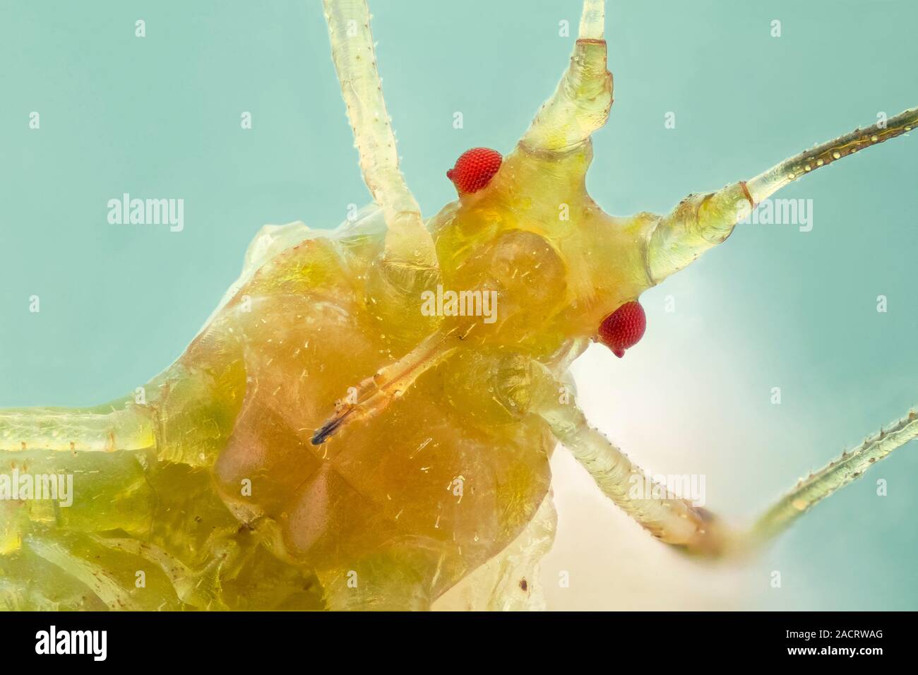 Aphid. Close-up of the underside of an aphid, or greenfly, (superfamily ...
