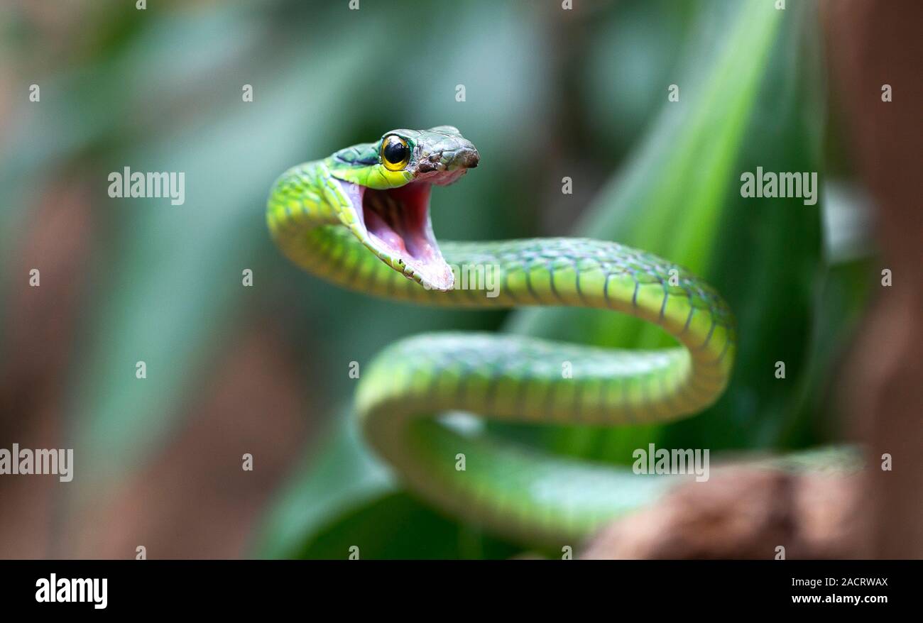 Parrot snake. The parrot snake (Leptophis depressirostris) is harmless ...