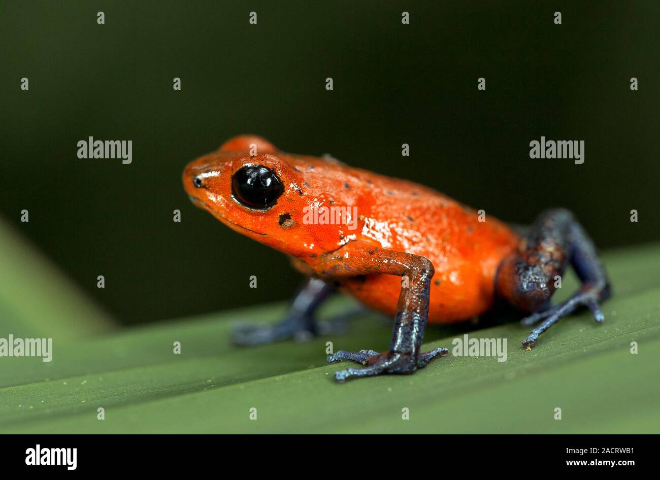 Strawberry poison frog (Oophaga pumilio) on a leaf. The basic colour of ...