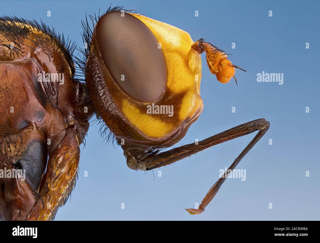 Thick-headed fly. Close-up of the head of a thick-headed fly (family ...