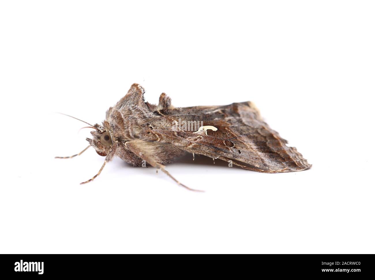 Close-up moth isolated on a white background Stock Photo - Alamy
