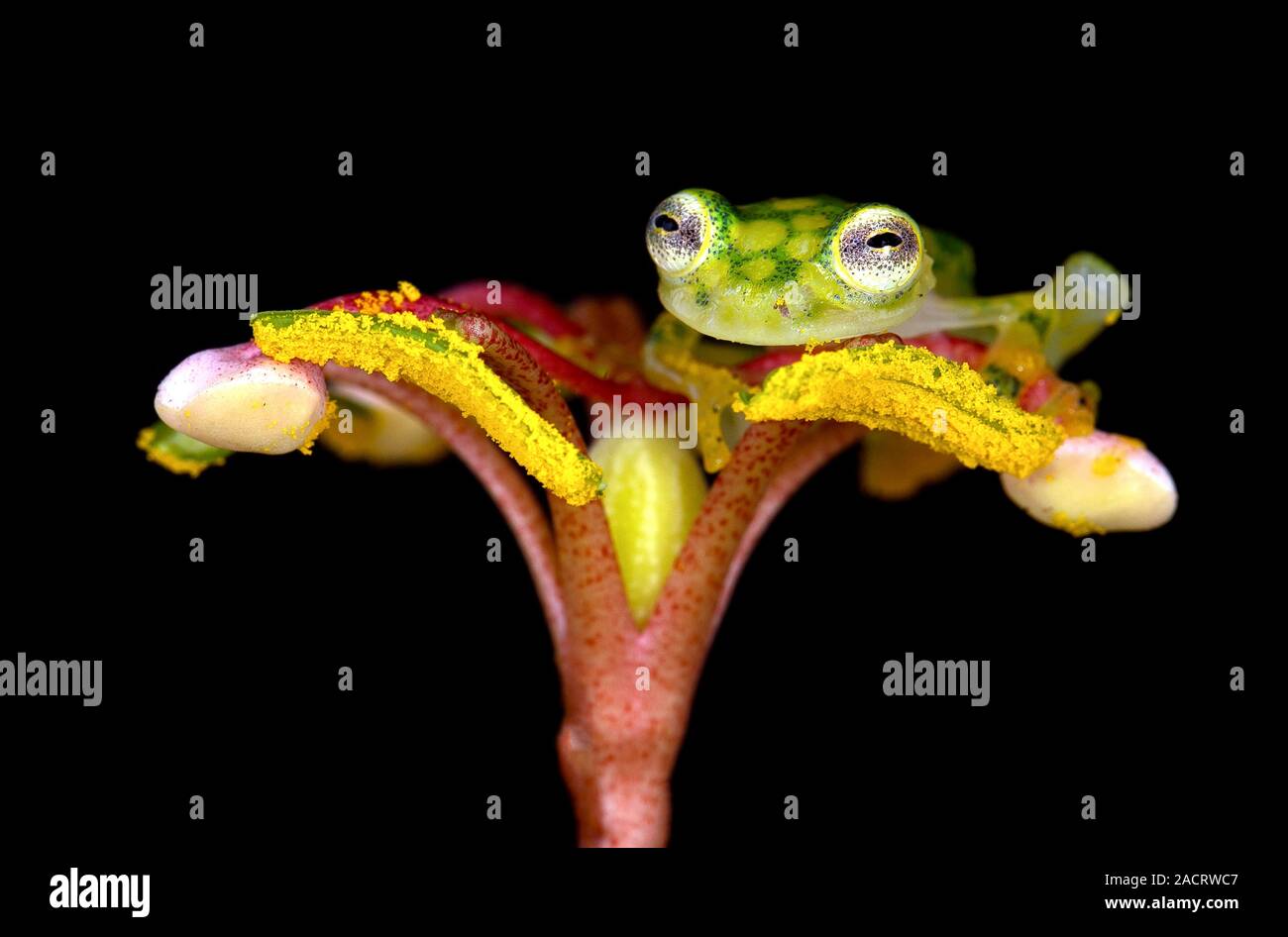 Glassfrog on a flower. While the general background colouration of most ...