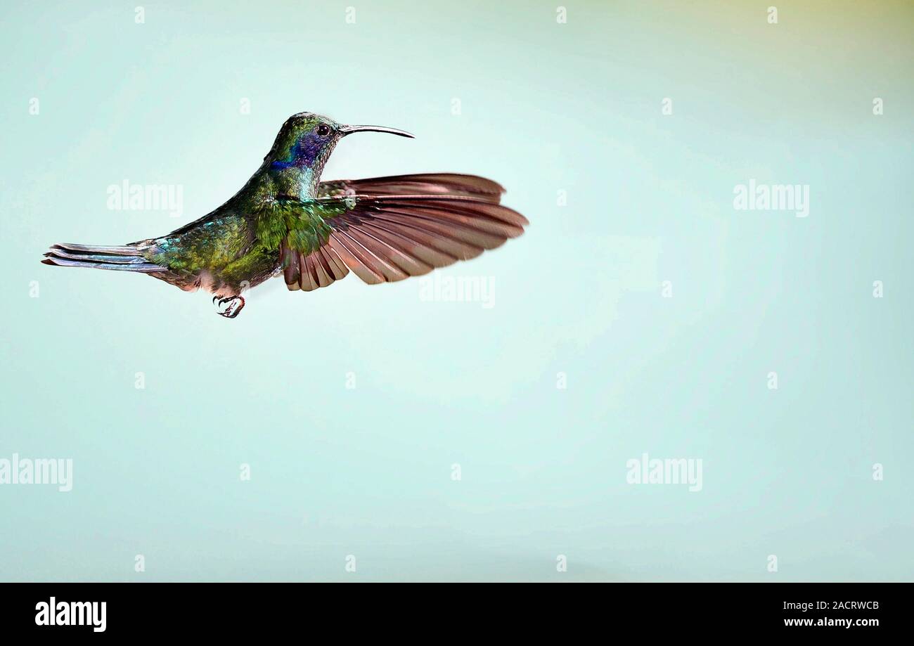 Green violetear hummingbird (Colibri thalassinus) in flight. This large ...
