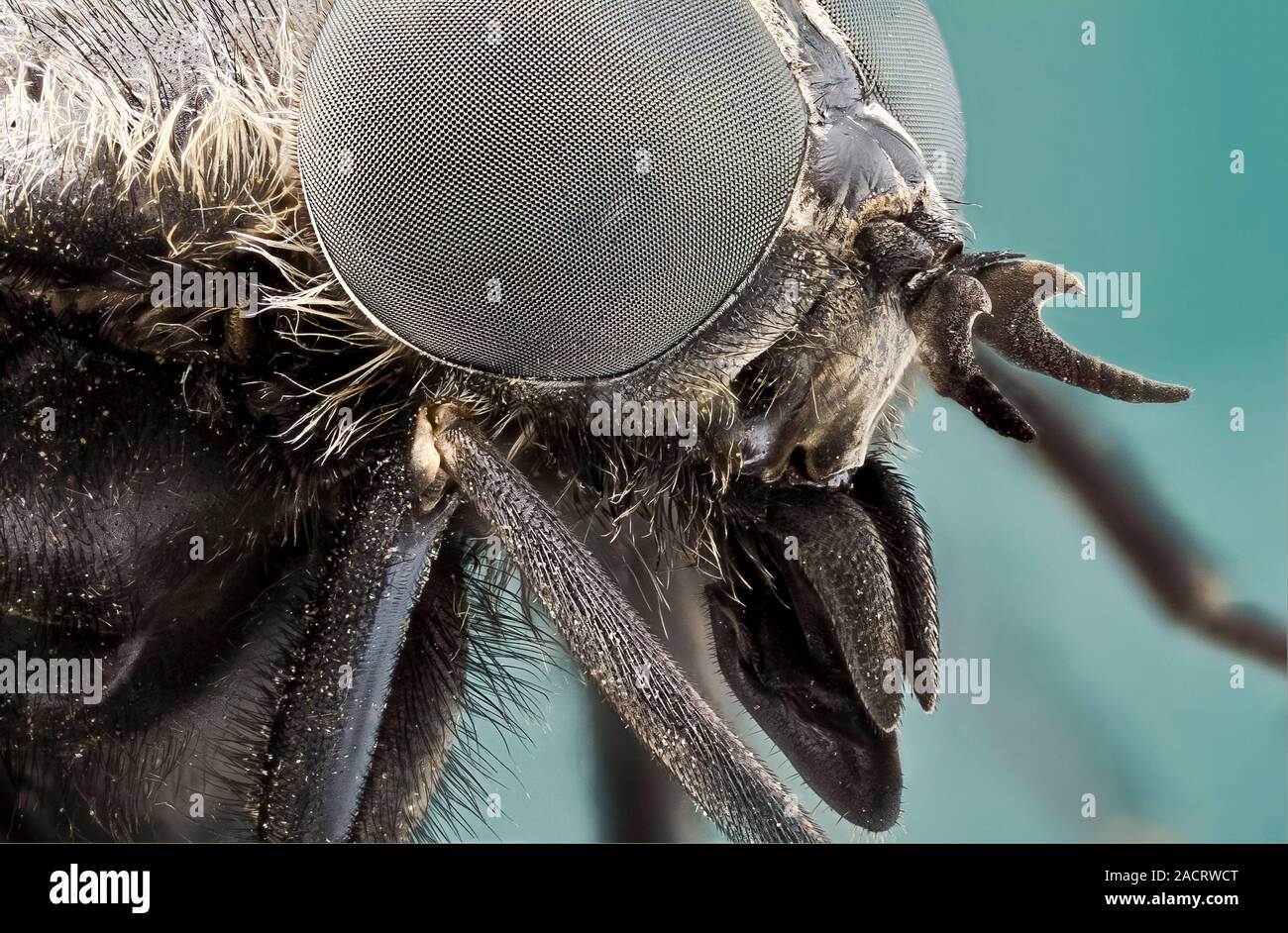 Horsefly head. Close-up of the head of a horse fly (family Tabanidae ...