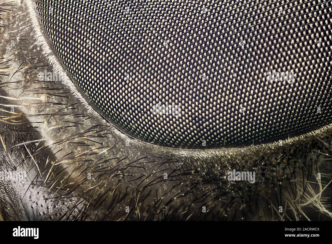 Horsefly eye. Close-up of the head of a horse fly (family Tabanidae ...