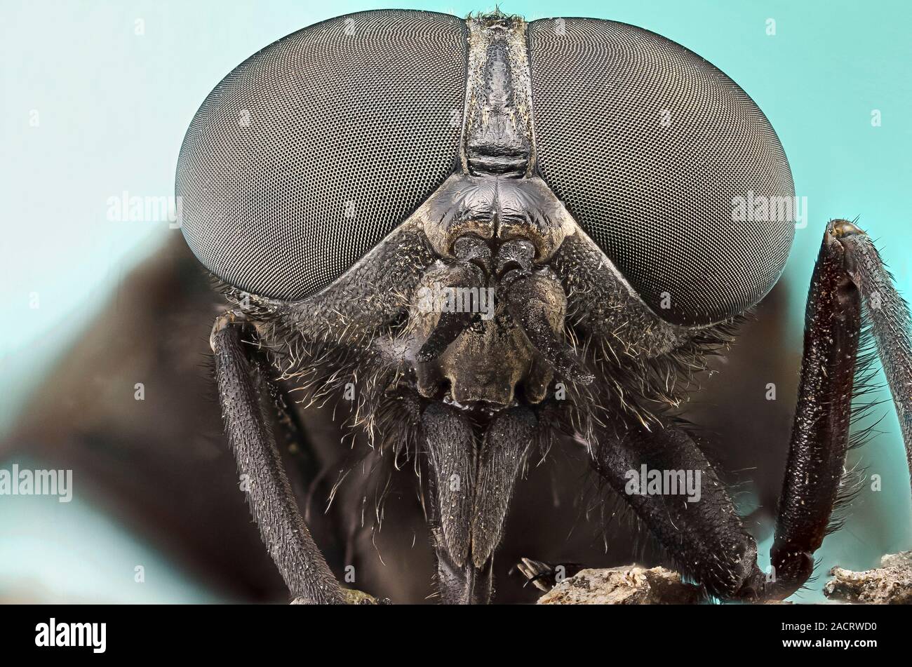 Horsefly head. Close-up of the head of a horse fly (family Tabanidae ...