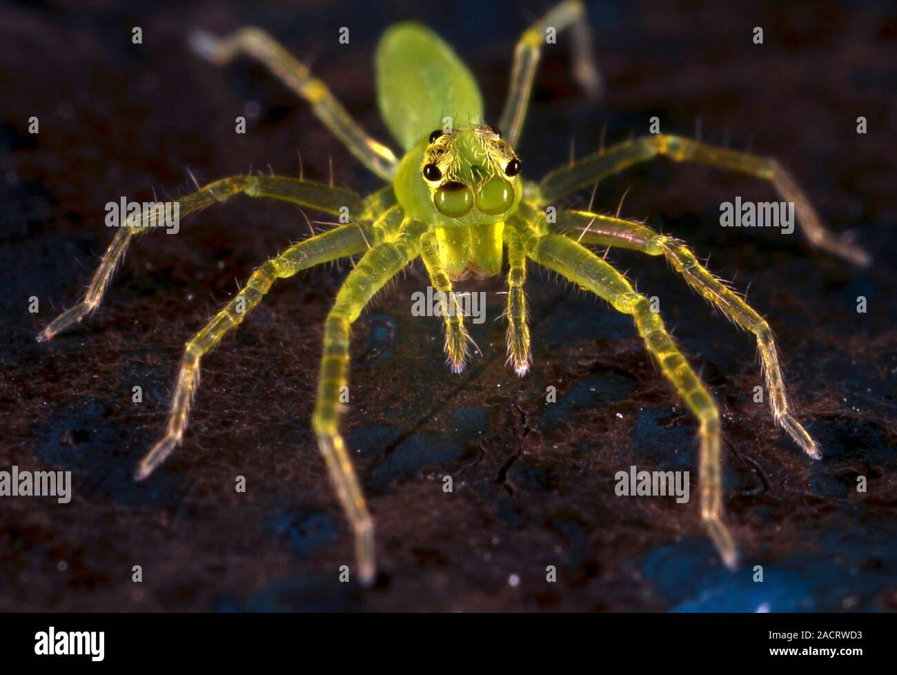 Jumping spider. Jumping spiders (family Salticidae) stalk their prey ...