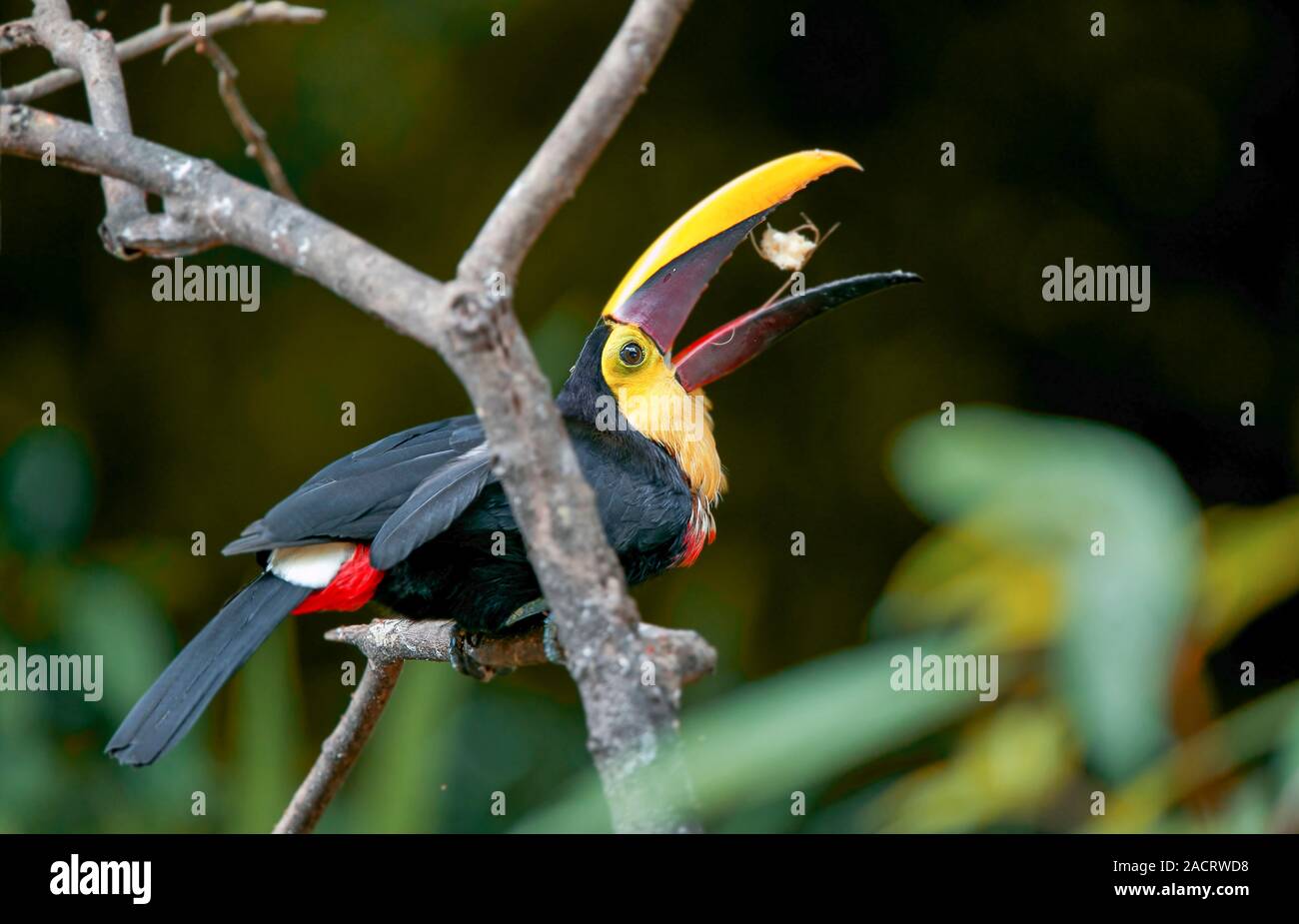 Black-mandibled toucan in a tree. The Black-mandibled toucan ...