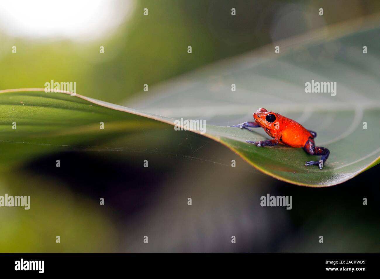 Strawberry poison frog (Oophaga pumilio) on a leaf. The basic colour of ...